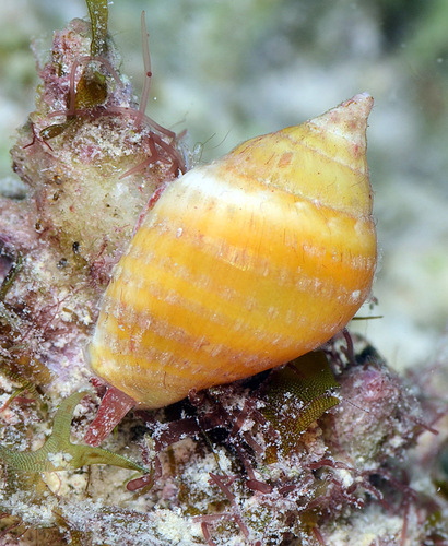 Euplica deshayesii · iNaturalist