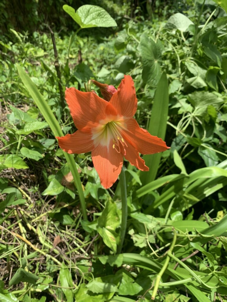Barbados Lily from Juan Alonso, Mayagüez, Puerto Rico, Mayagüez 00680 ...