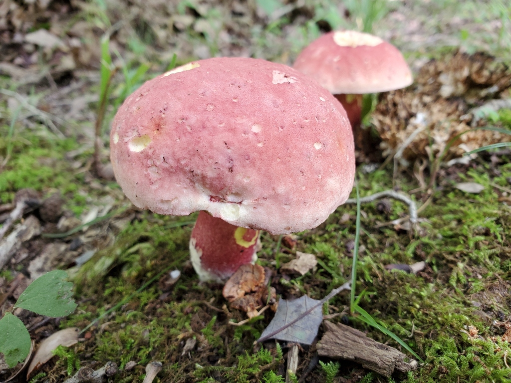 two-colored bolete from Brown County, IN, USA on August 6, 2022 at 12: ...