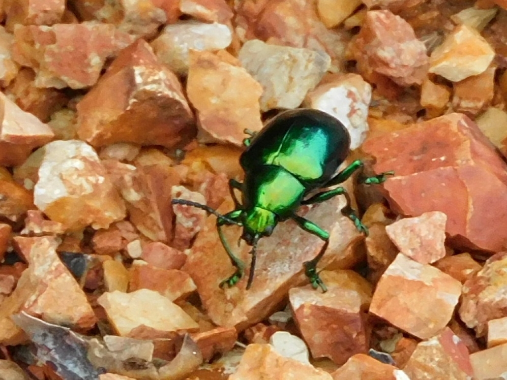 Eumolpus robustus from Paco's Reserva de Flora y Fauna on August 6 ...