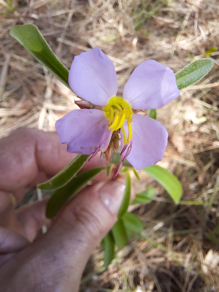 Dissotis from Marrupa, Mozambique on August 1, 2022 at 11:45 AM by ...