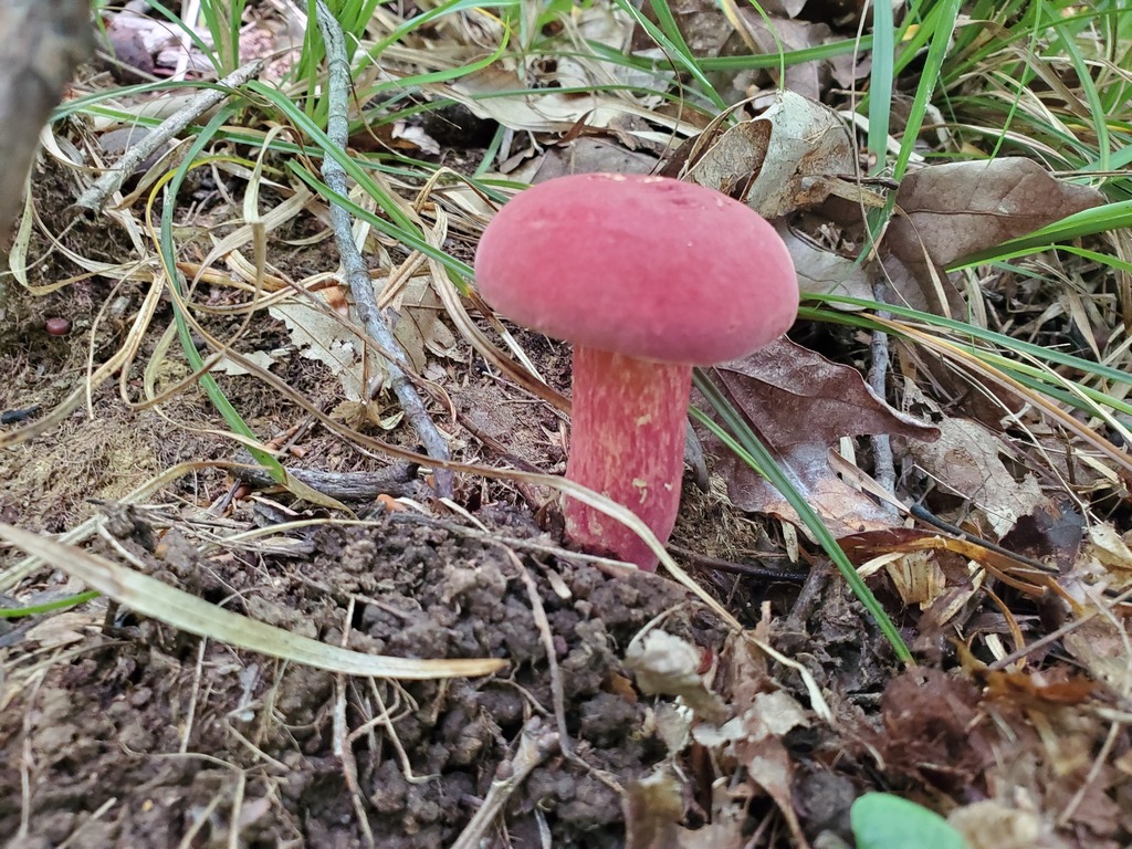 Lanmaoa pallidorosea from Brown County, IN, USA on August 06, 2022 at ...