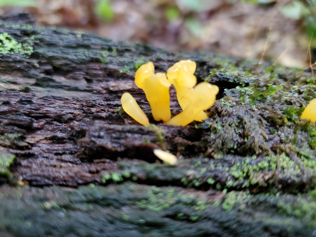Dacrymyces from Brown County, IN, USA on August 06, 2022 at 04:39 PM by ...