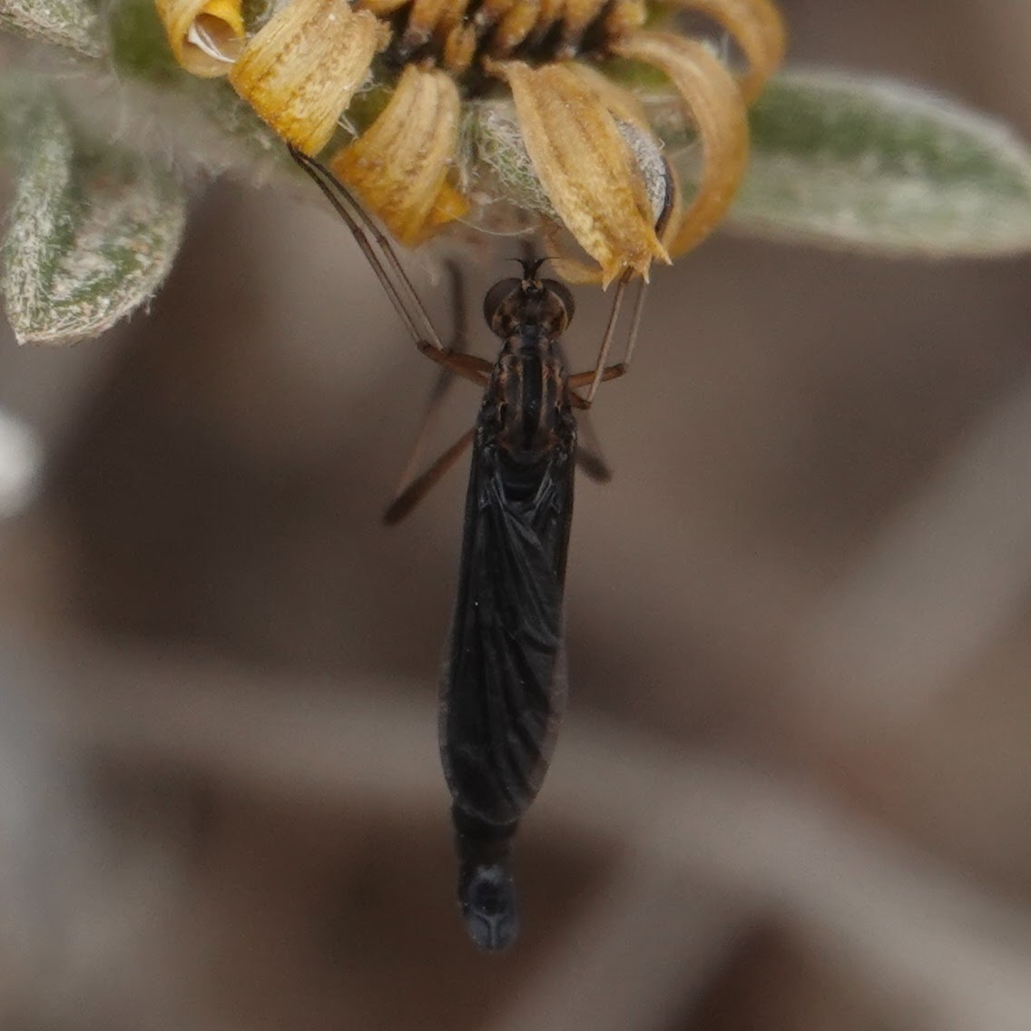 Vermileonidae