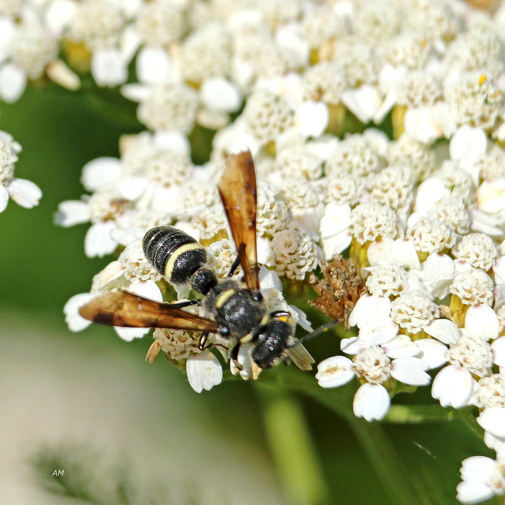 Smoky-winged Beetle Bandit Wasp from Trois-Rivières, QC, Canada on ...