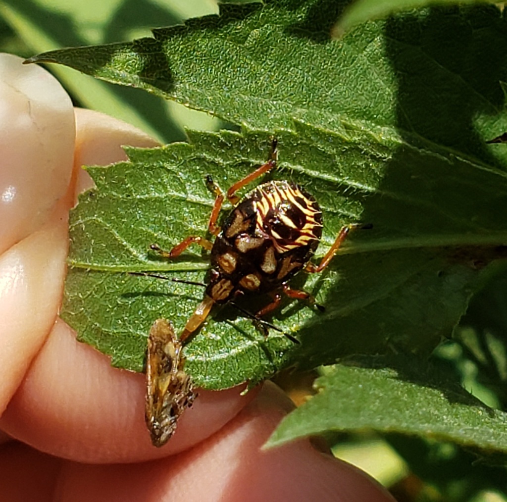 Podisus from Pippy Park, St. John's, NL A1B, Canada on August 7, 2022 ...