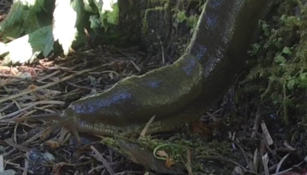 Pacific Banana Slug from Ketchikan, AK 99901, USA on May 23, 2019 at 02 ...
