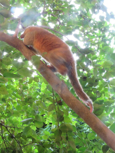 Red Silky Anteater (Cyclopes rufus) · iNaturalist