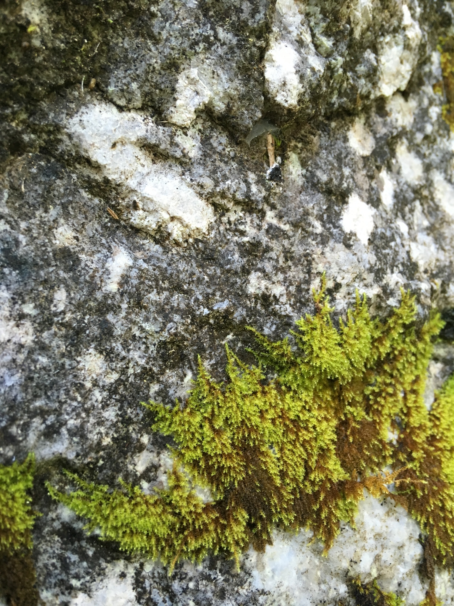 Campylophyllum halleri Fleischer, 1914