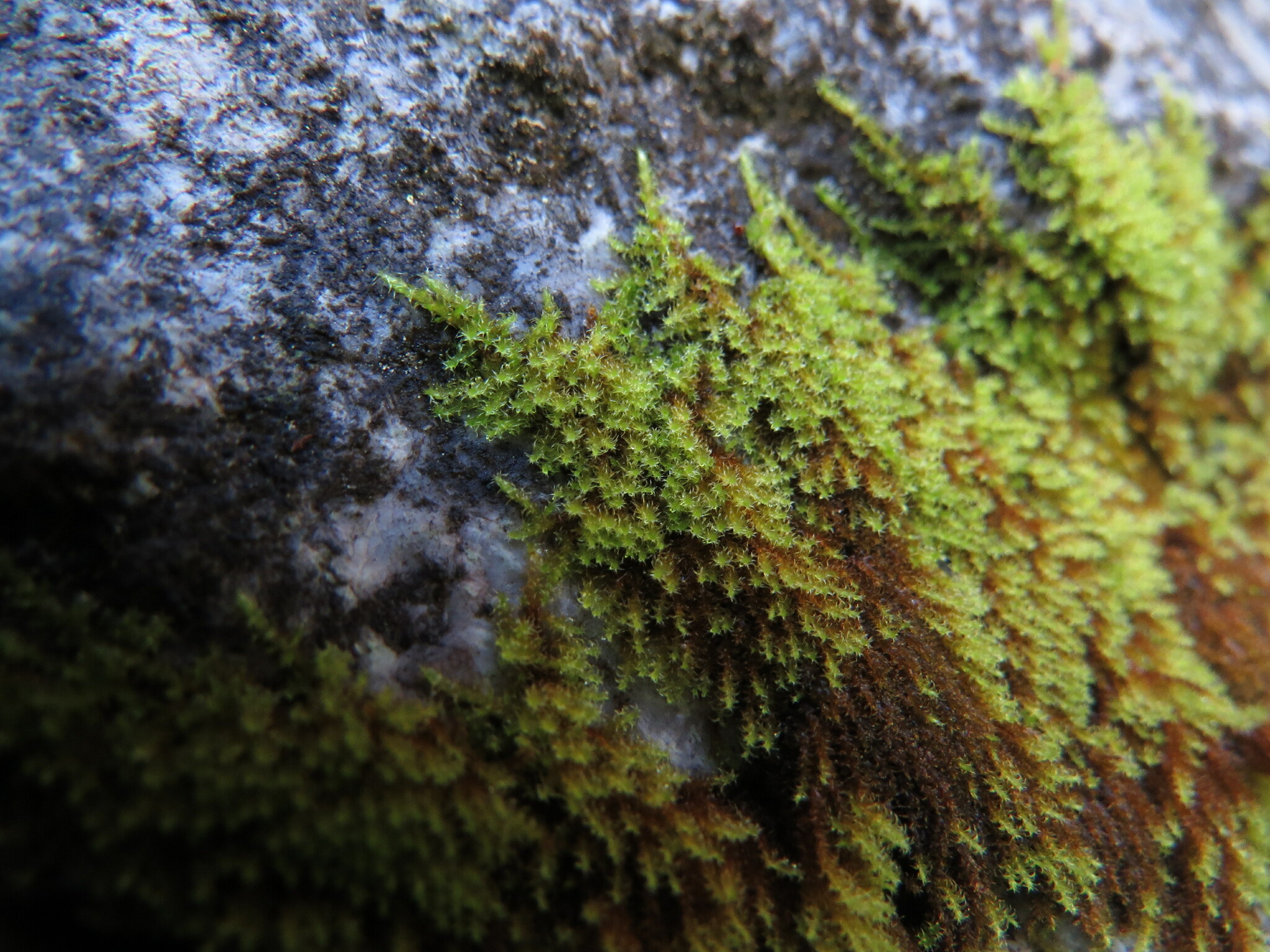 Campylophyllum halleri Fleischer, 1914