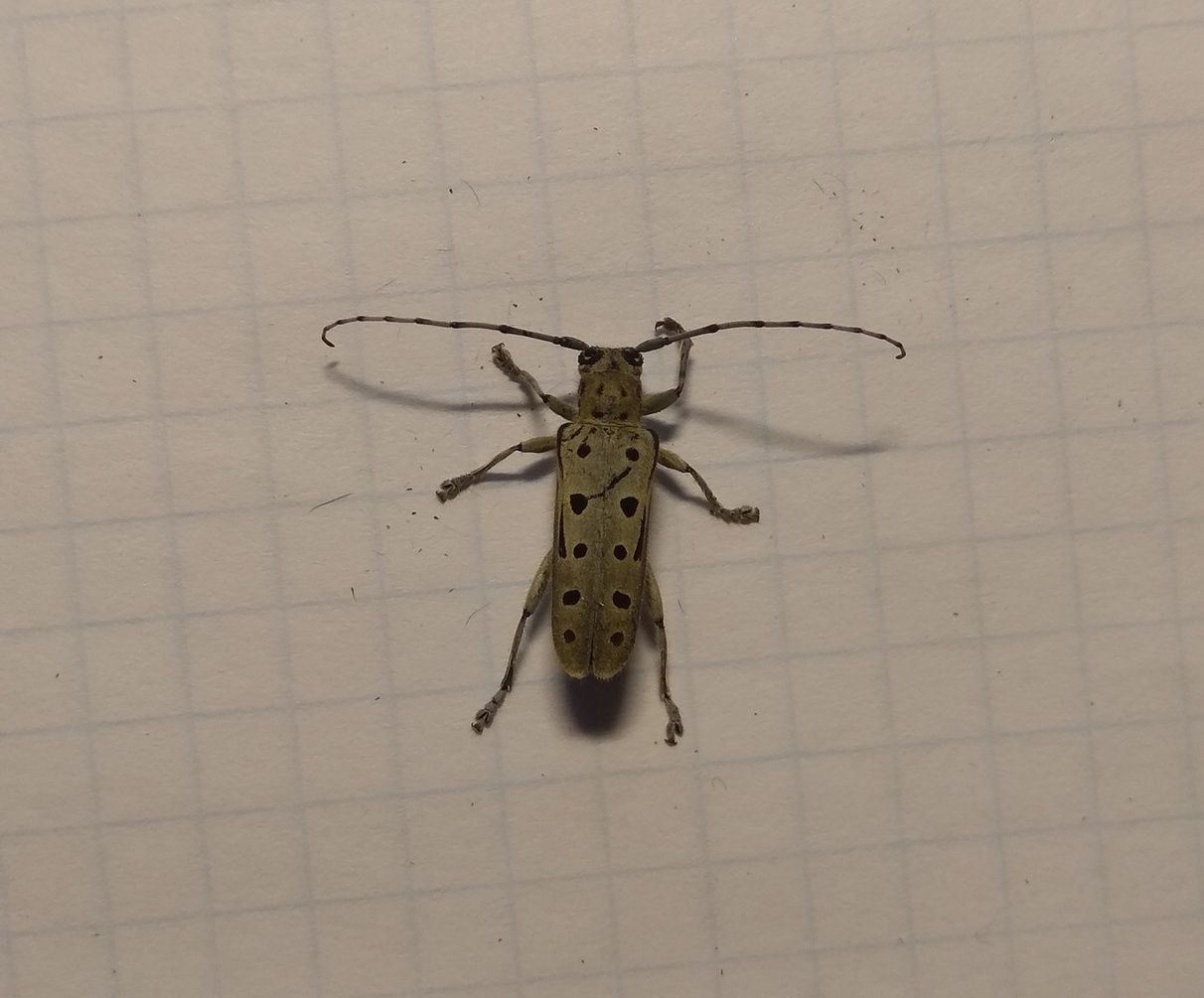 Saperda perforata (Pallas, 1773)