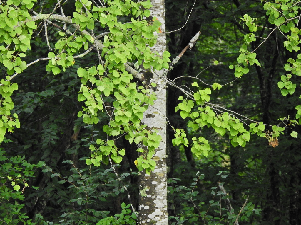 trembling aspen from Greenbrier County, WV, USA on August 06, 2022 at ...