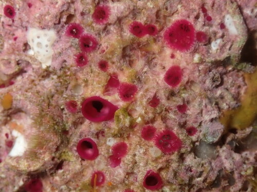 Cliona schmidtii · iNaturalist