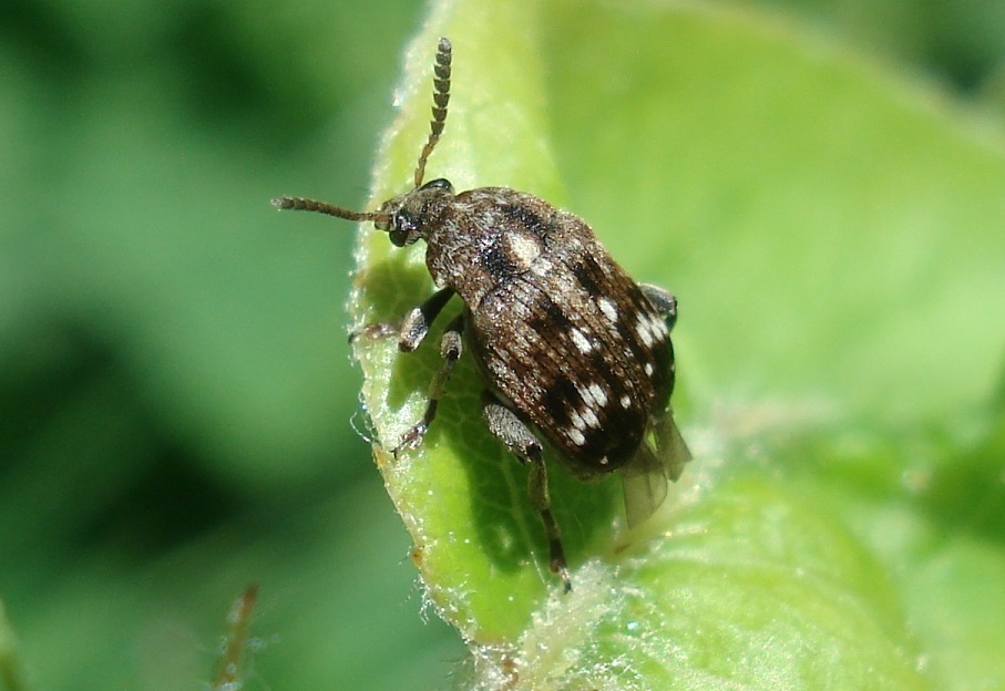 Pea Weevil (Madeira Käfer) · iNaturalist