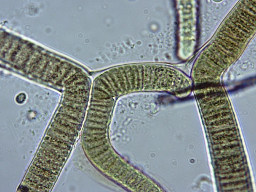 Genus Plectonema · iNaturalist
