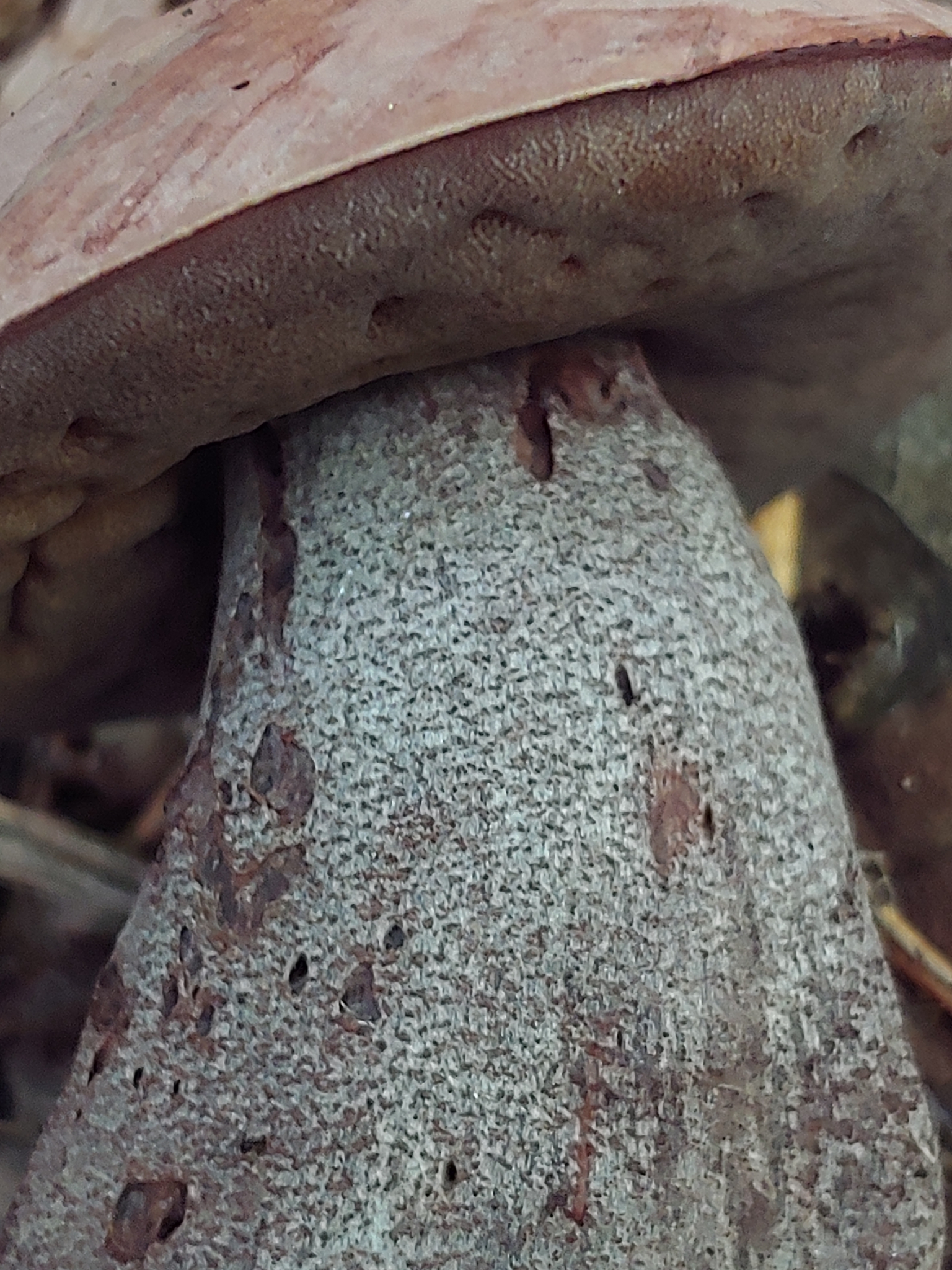 Sutorius eximius (Peck) Halling, Nuhn & Osmundson