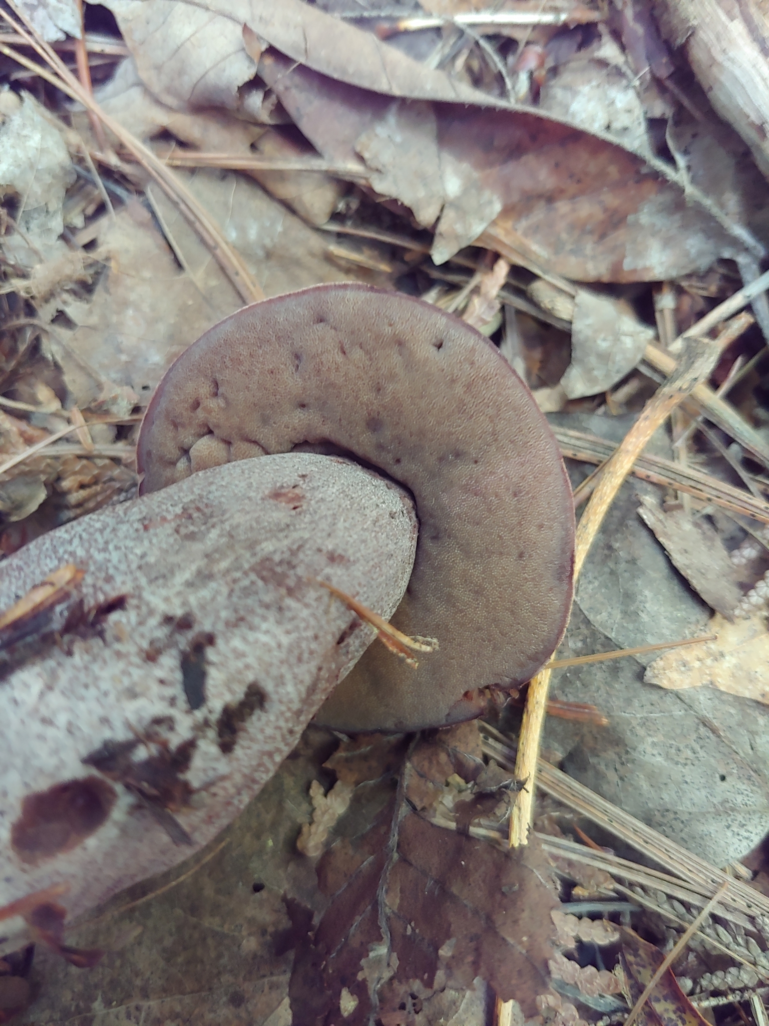 Sutorius eximius (Peck) Halling, Nuhn & Osmundson