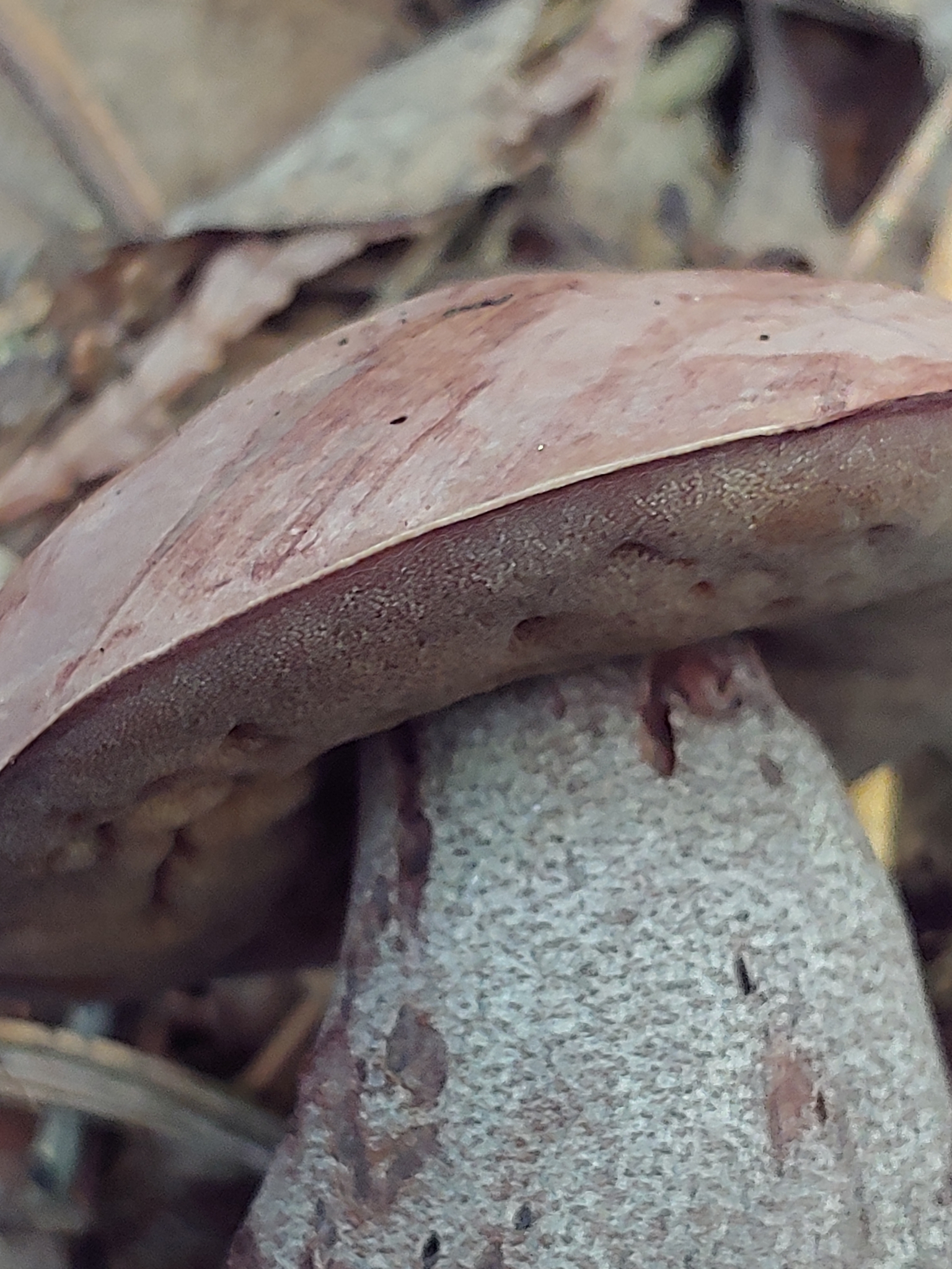 Sutorius eximius (Peck) Halling, Nuhn & Osmundson