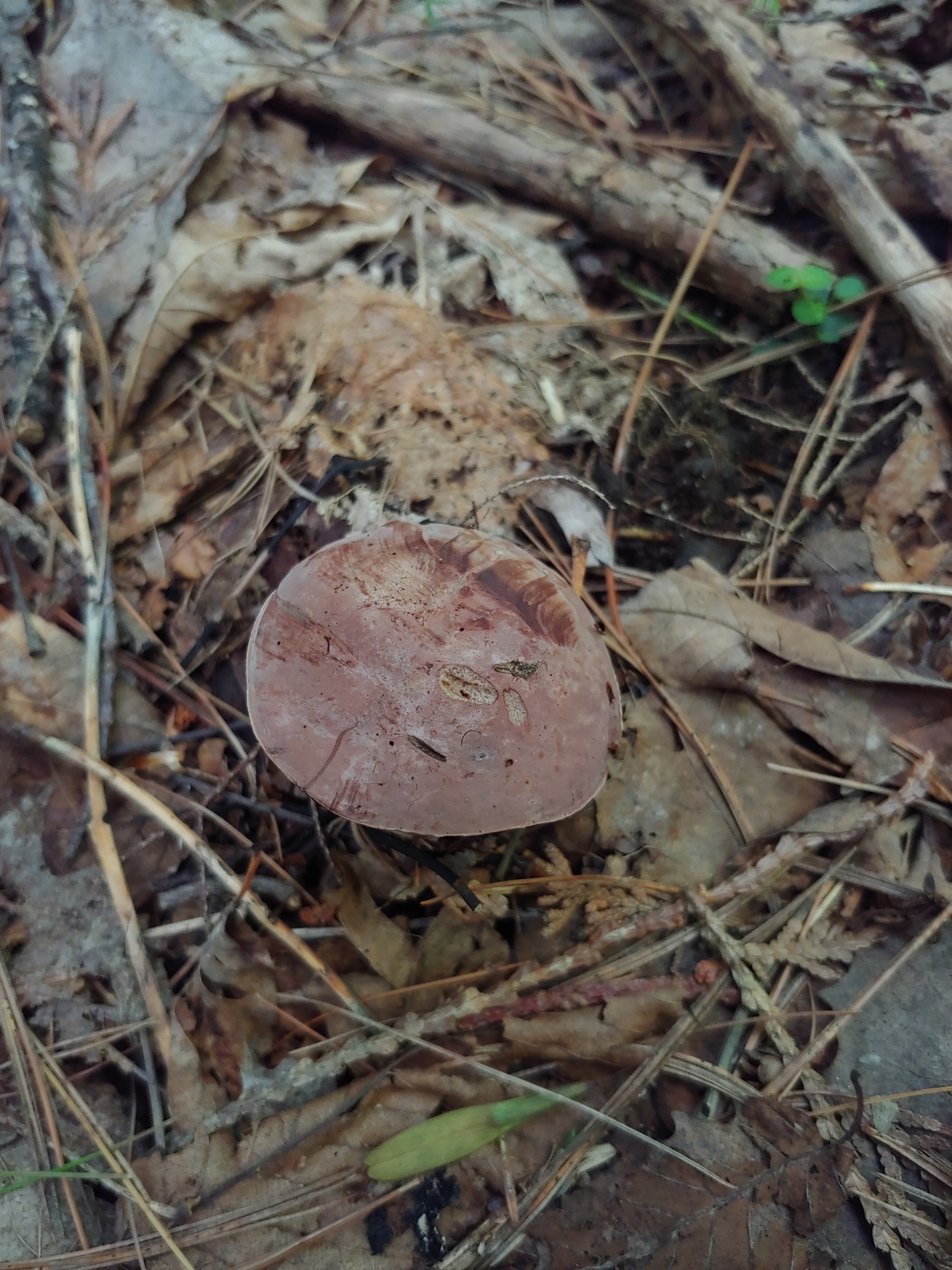 Sutorius eximius (Peck) Halling, Nuhn & Osmundson