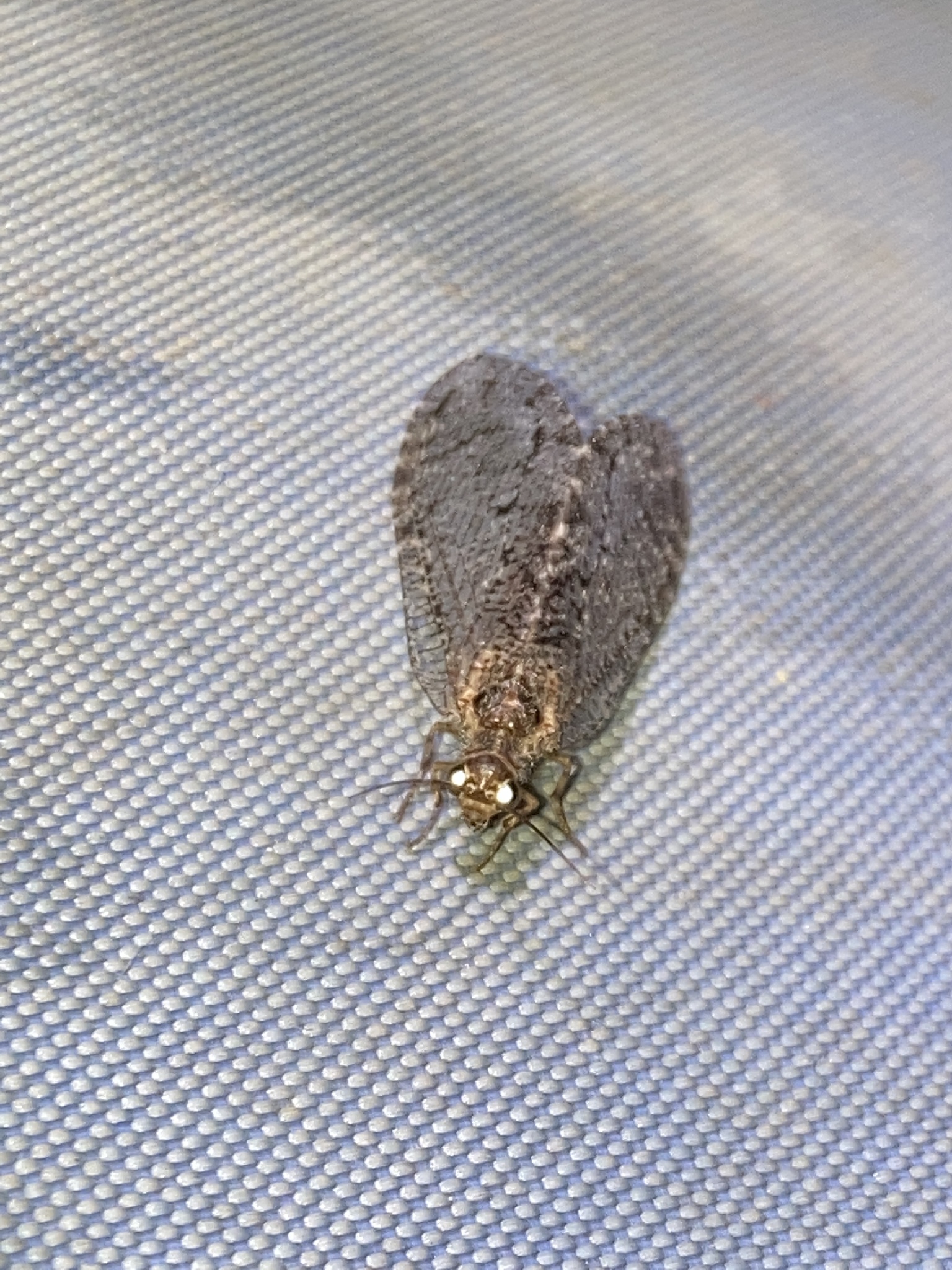 Polystoechotes punctata (Fabricius, 1793)