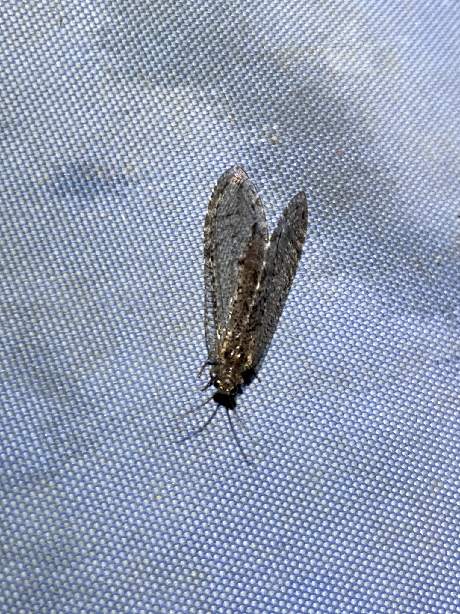 Polystoechotes punctata (Fabricius, 1793)