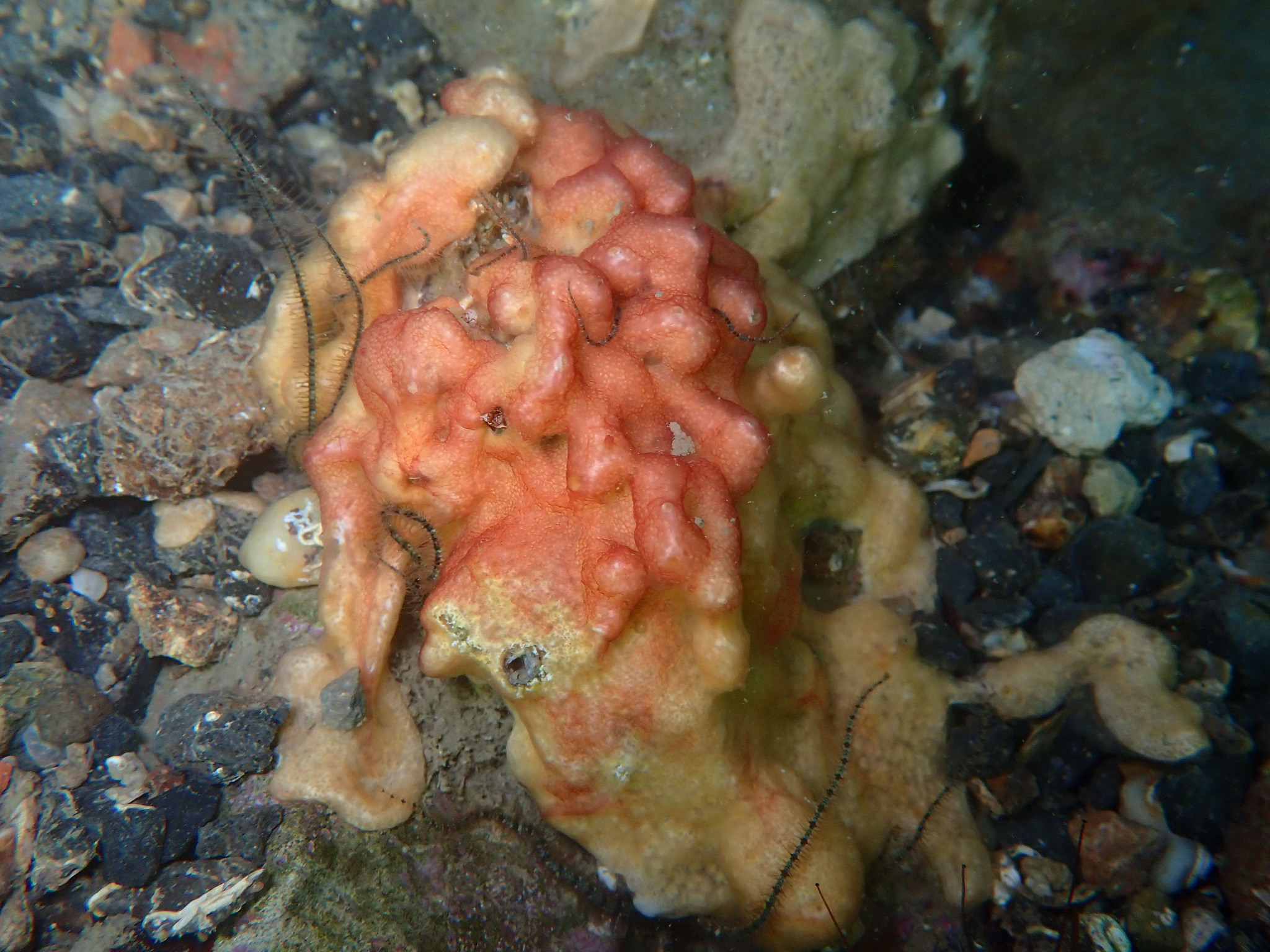 Didemnum vexillum Kott, 2002