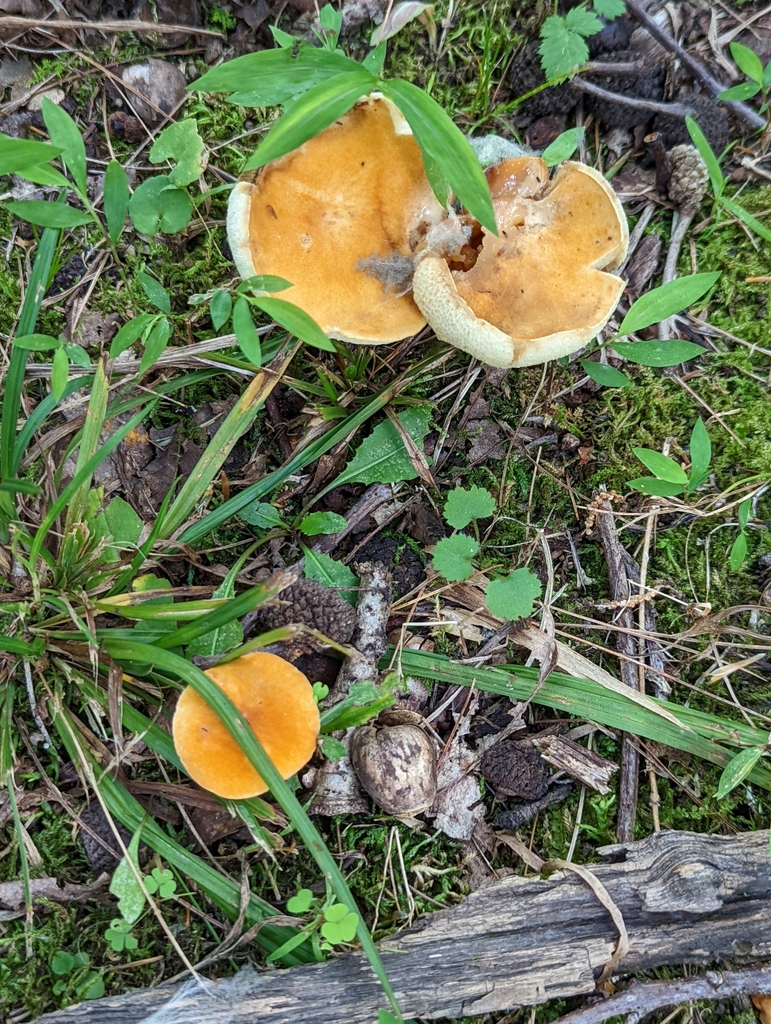 Chestnut Bolete from Washington Township, IN, USA on August 07, 2022 at ...