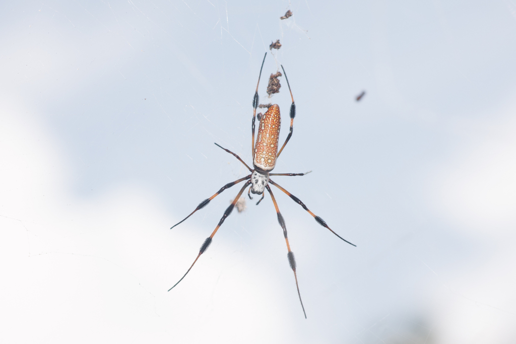 Golden Silk Spider from Boca Raton, FL, USA on August 7, 2022 at 09:24 ...