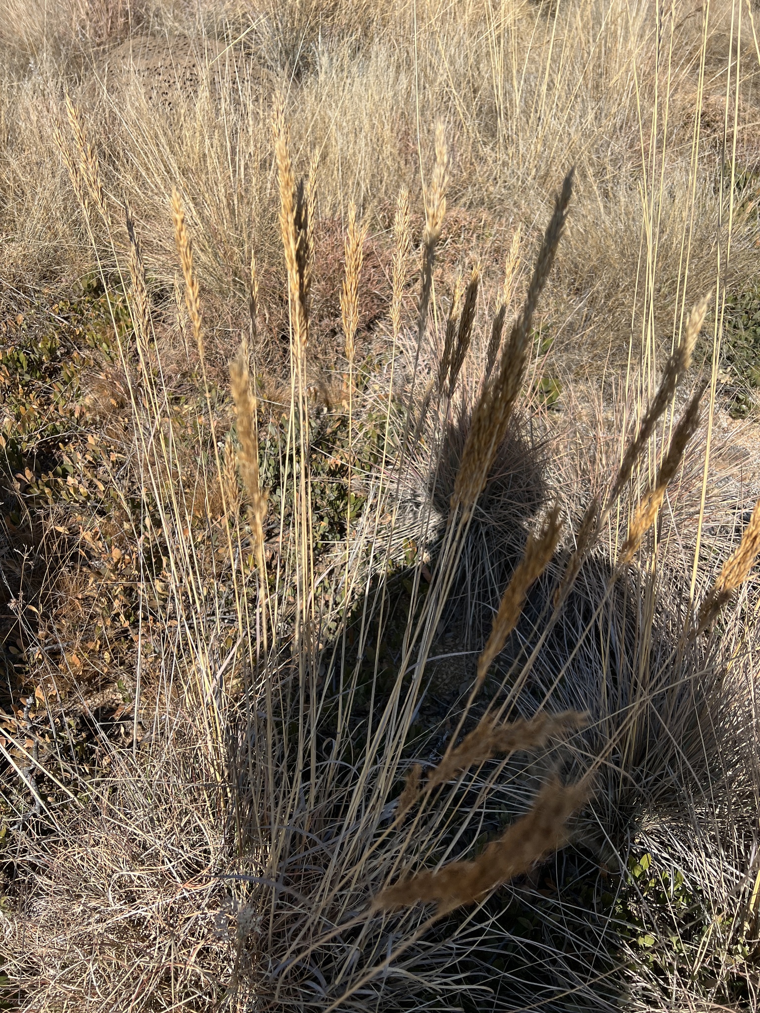 Loudetia simplex (Nees) C.E.Hubb.