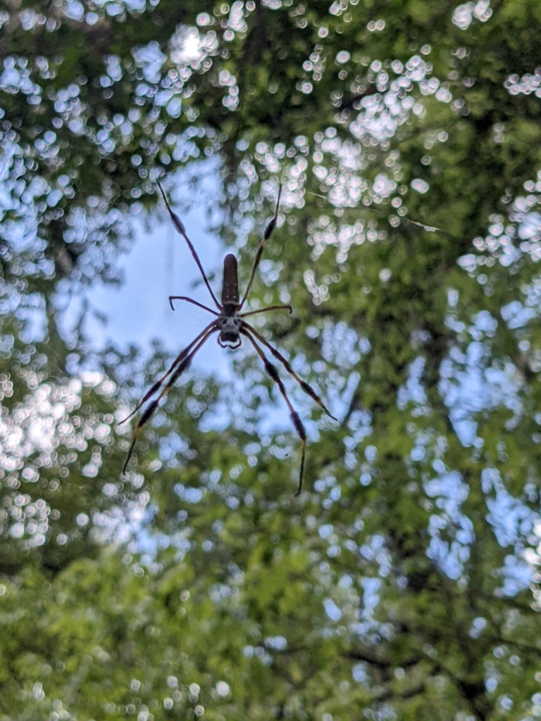 Golden Silk Spider from Damon, TX 77430, USA on August 7, 2022 at 01:04 ...
