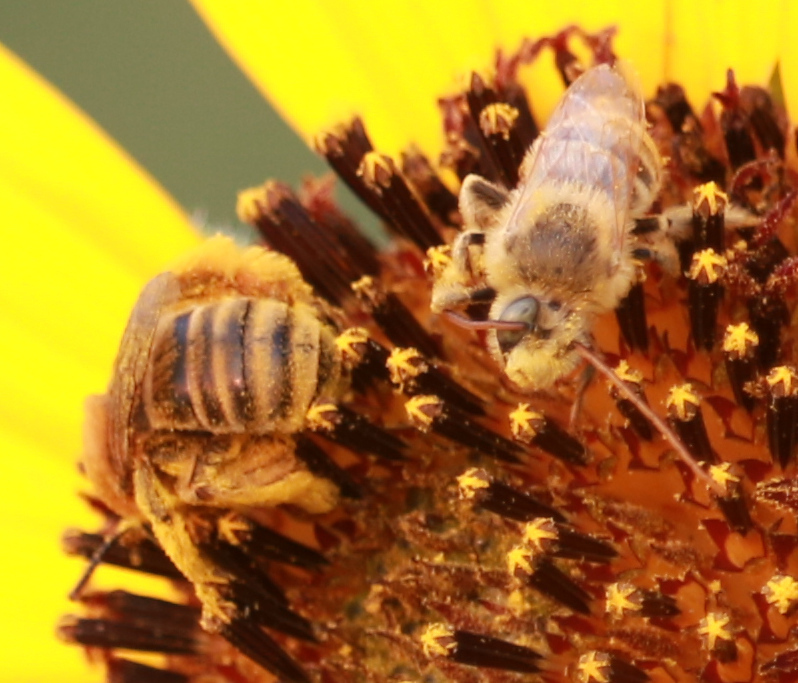 Apine Bees from Las Animas County, CO, USA on August 24, 2020 at 08:52 ...