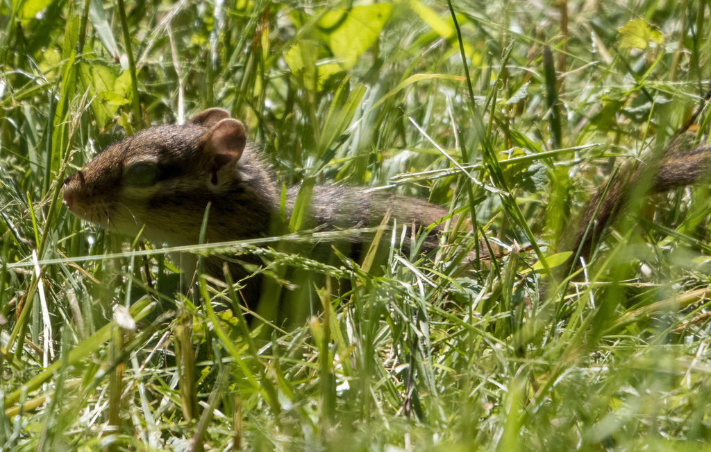 Eastern Chipmunk from Coshocton, Ohio, United States on May 29, 2022 at ...