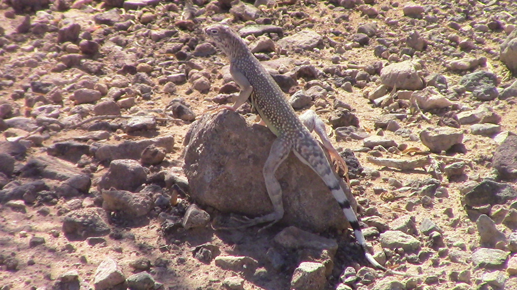 Zebra-tailed Lizard from Pittmann, Henderson, NV, USA on August 07 ...