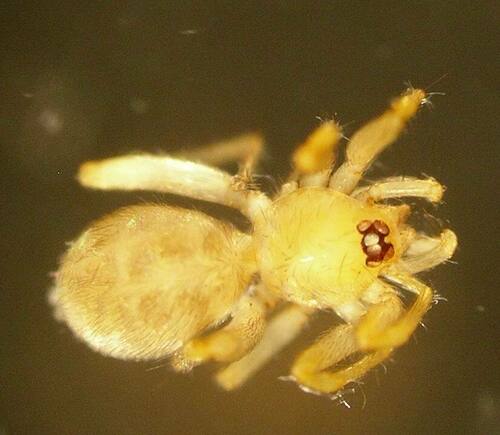 Heteroonops spinimanus · iNaturalist Mexico