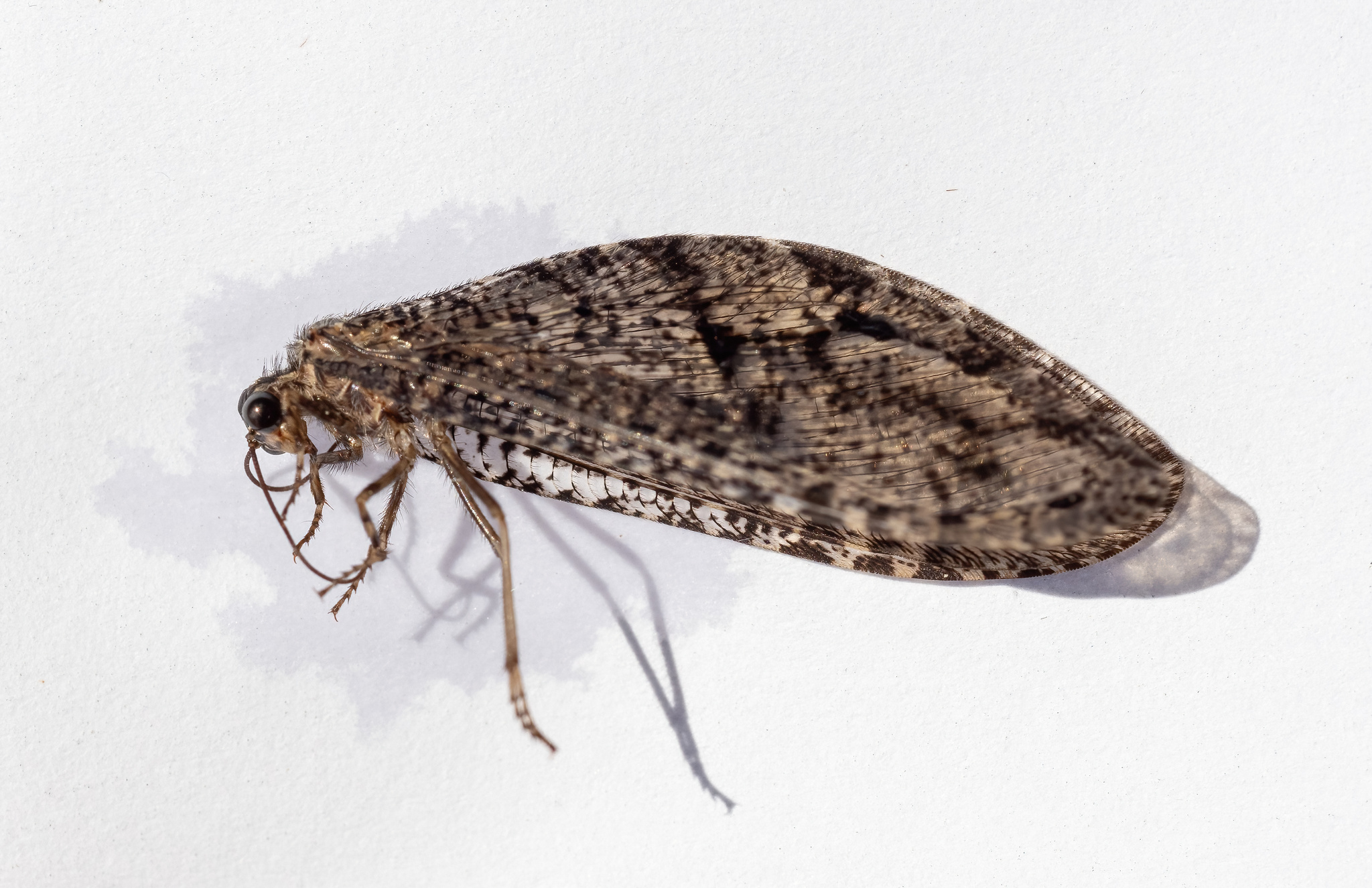 Polystoechotes punctata (Fabricius, 1793)
