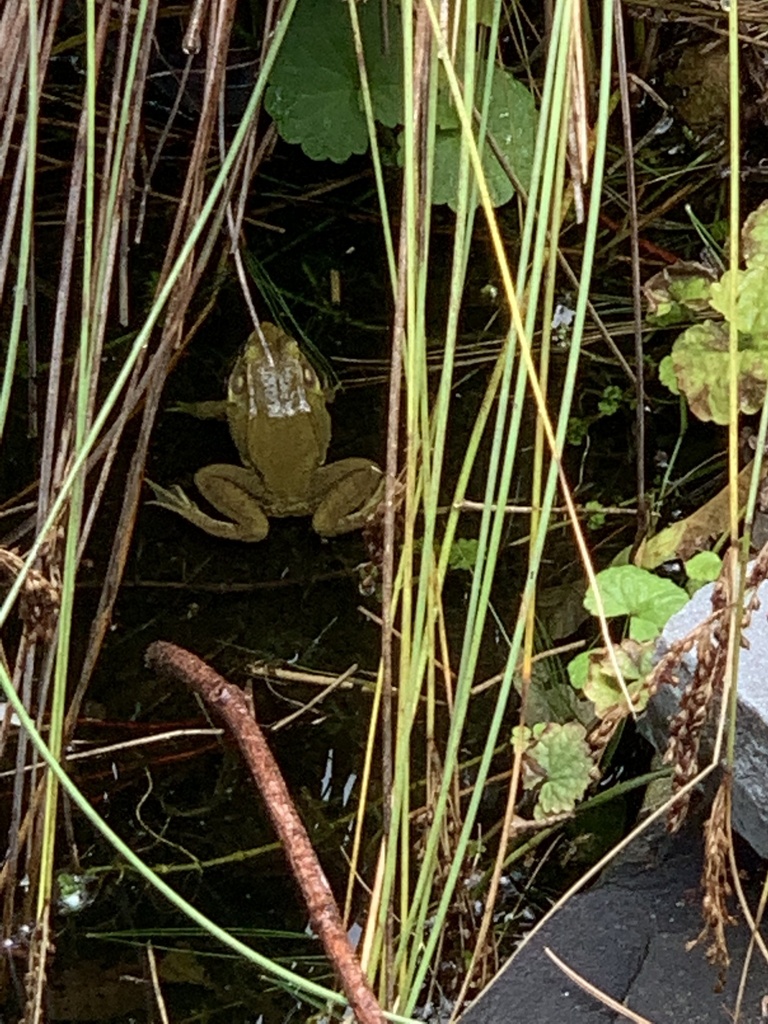 Green Frog from Pinewood Ave, Baltimore, MD, US on August 07, 2022 at ...