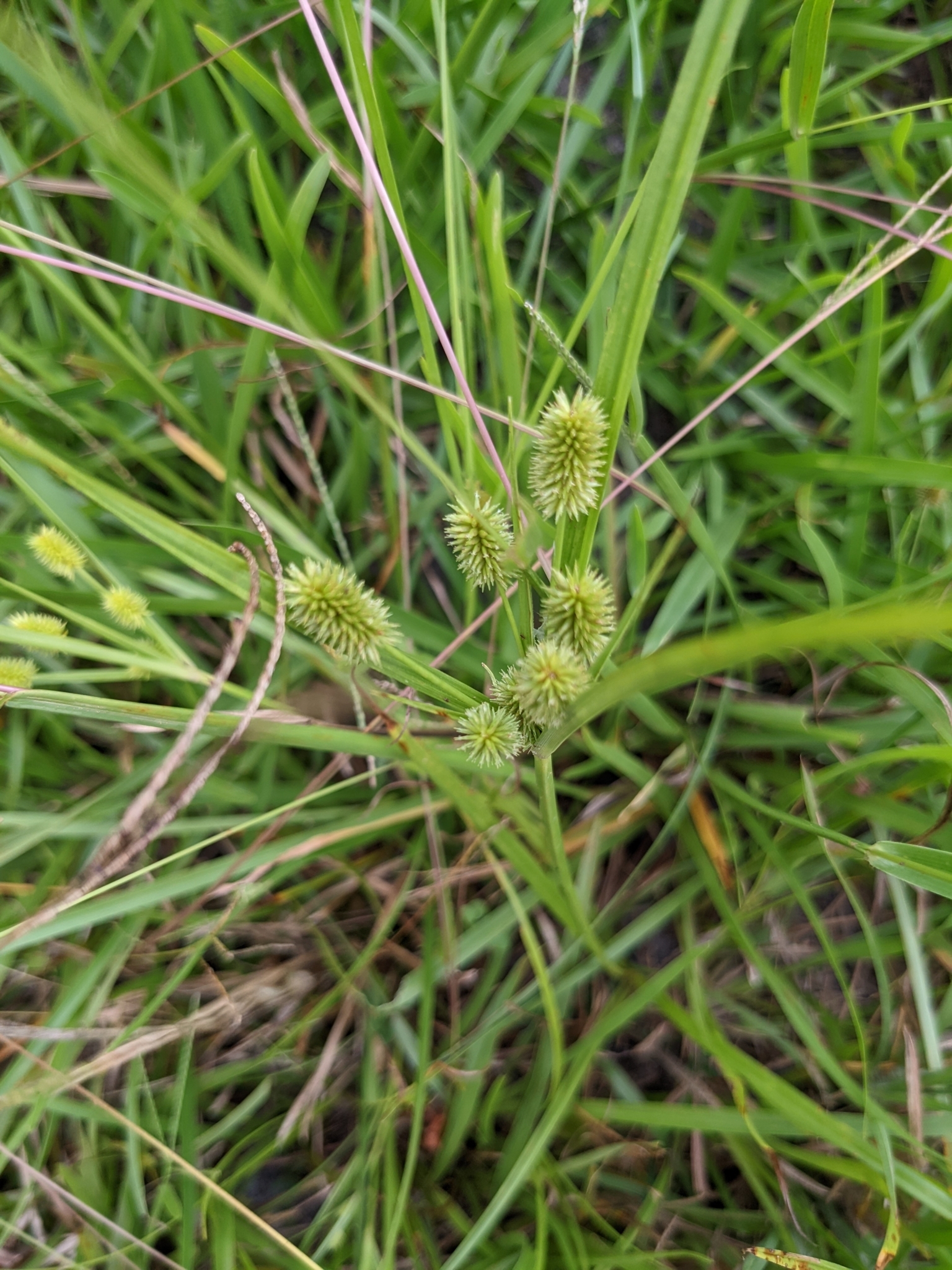Cyperus retrorsus Chapm.