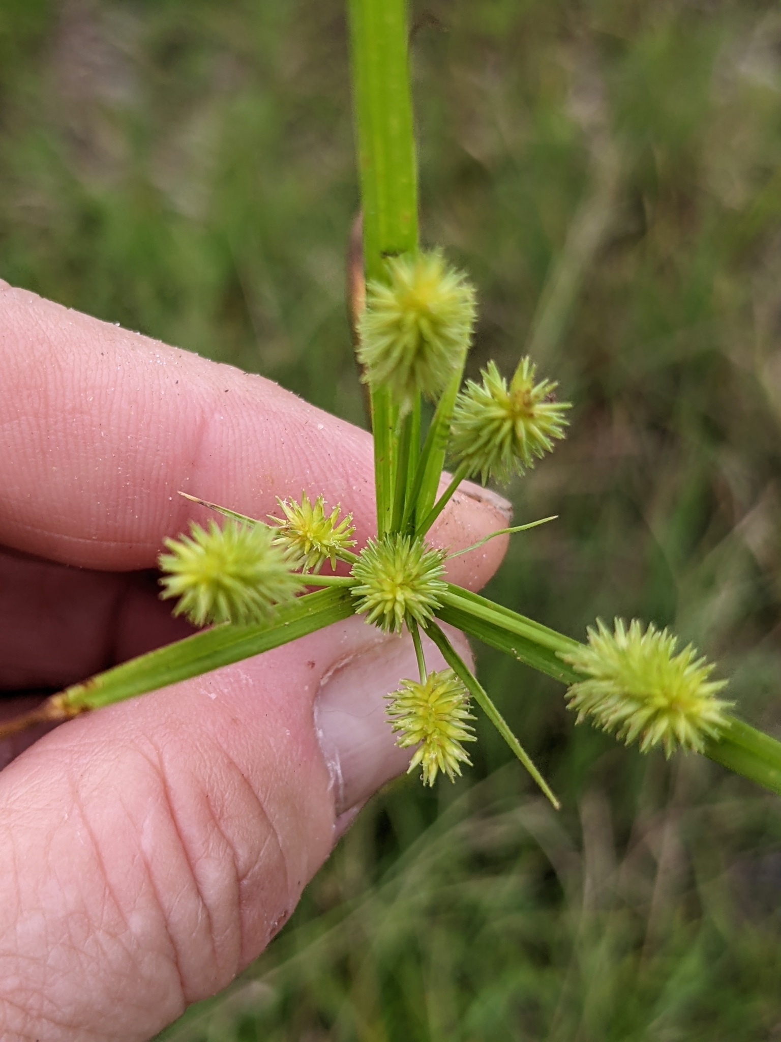 Cyperus retrorsus Chapm.
