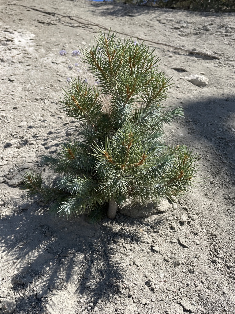 singleleaf pinyon from Lake Hughes, CA, US on August 07, 2022 at 03:38 ...