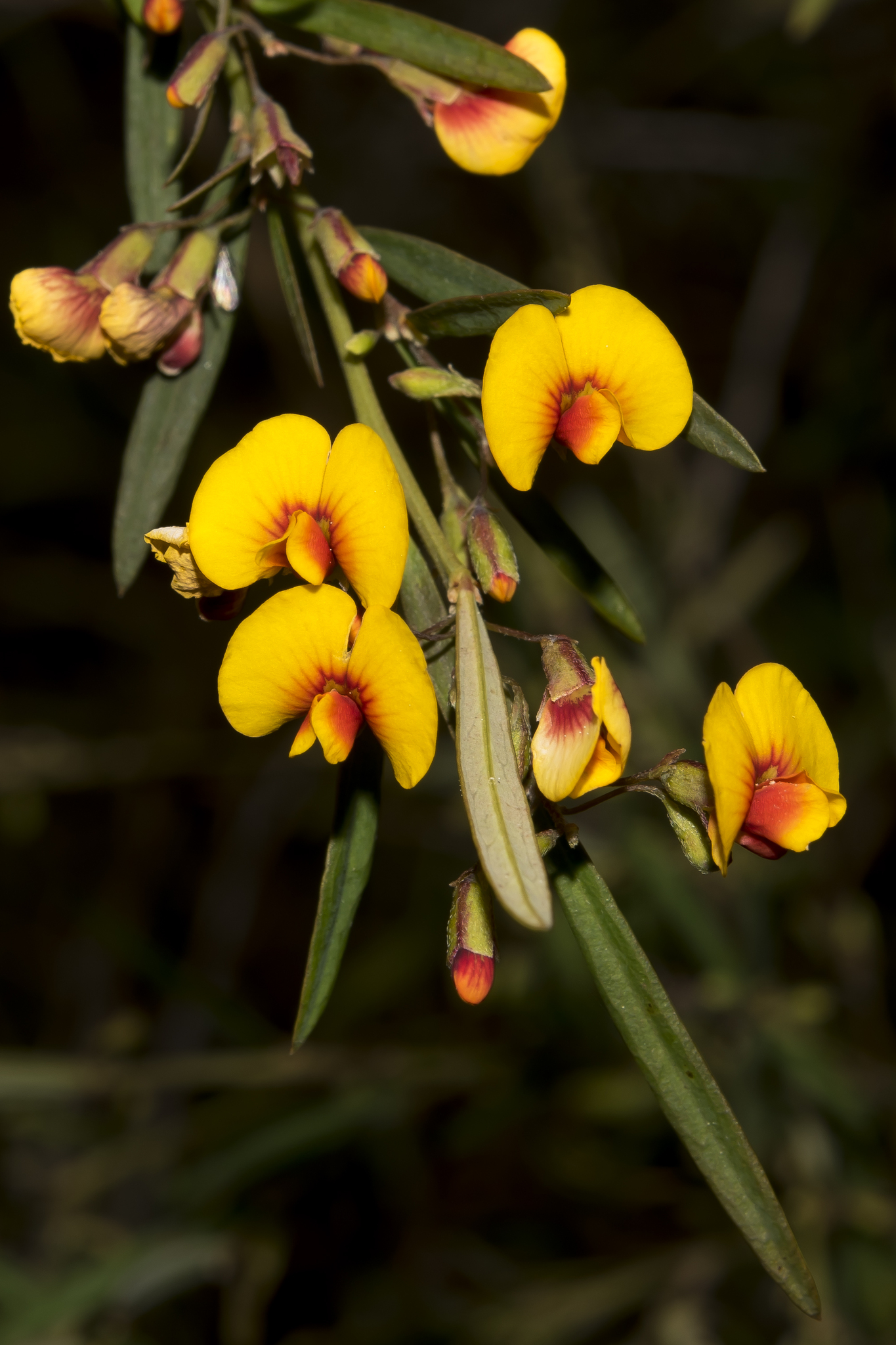 Bossiaea linophylla R.Br.