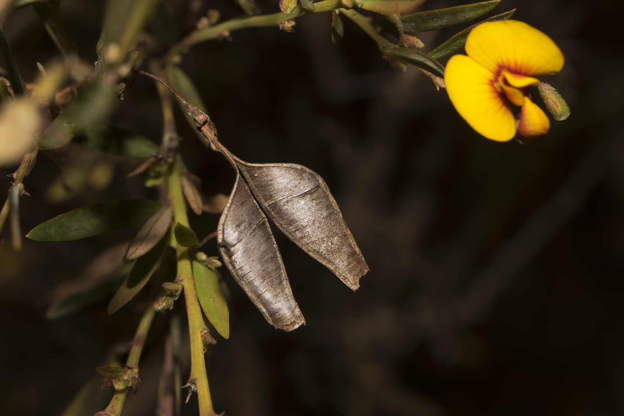 Bossiaea linophylla R.Br.