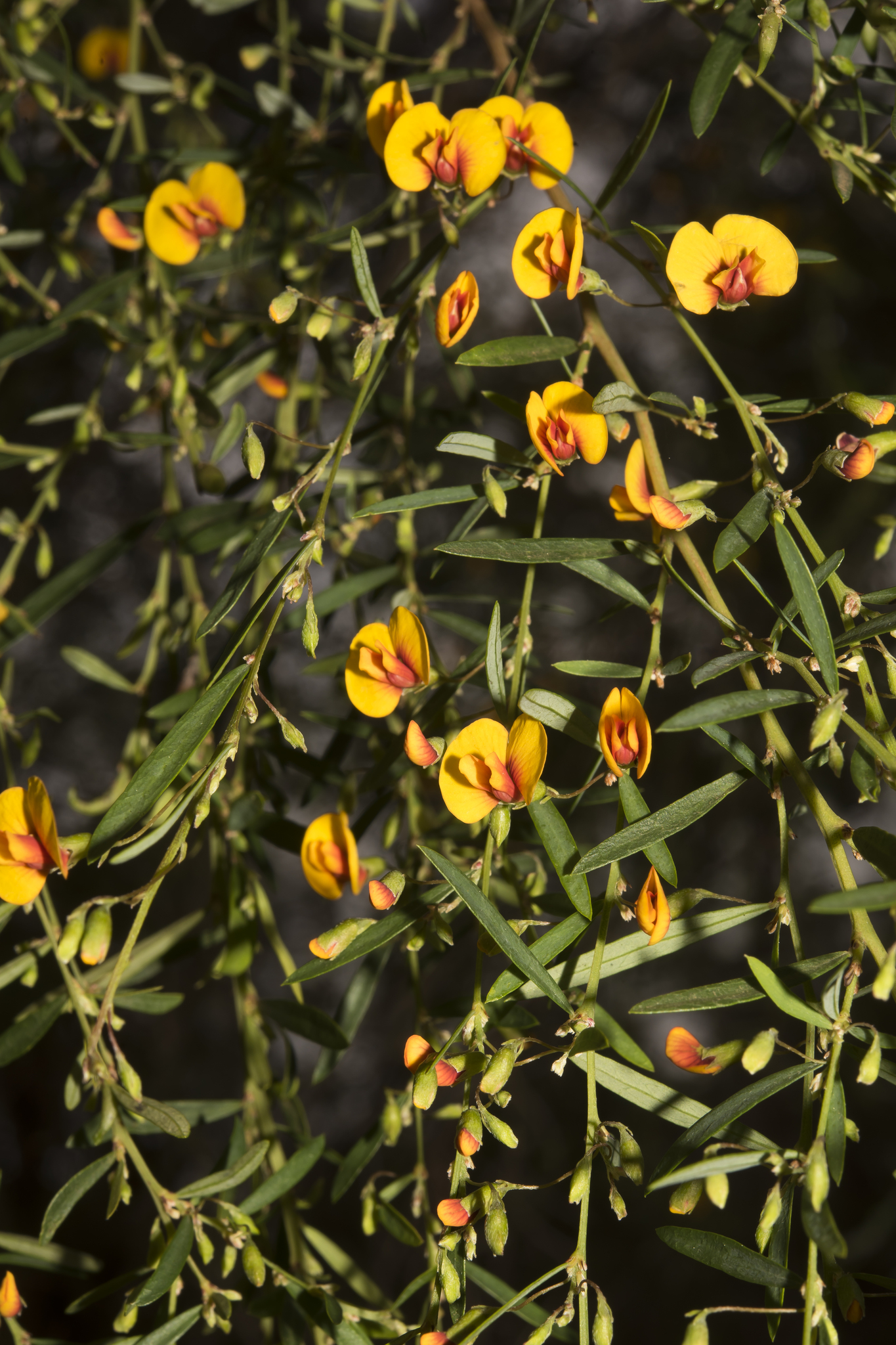 Bossiaea linophylla R.Br.