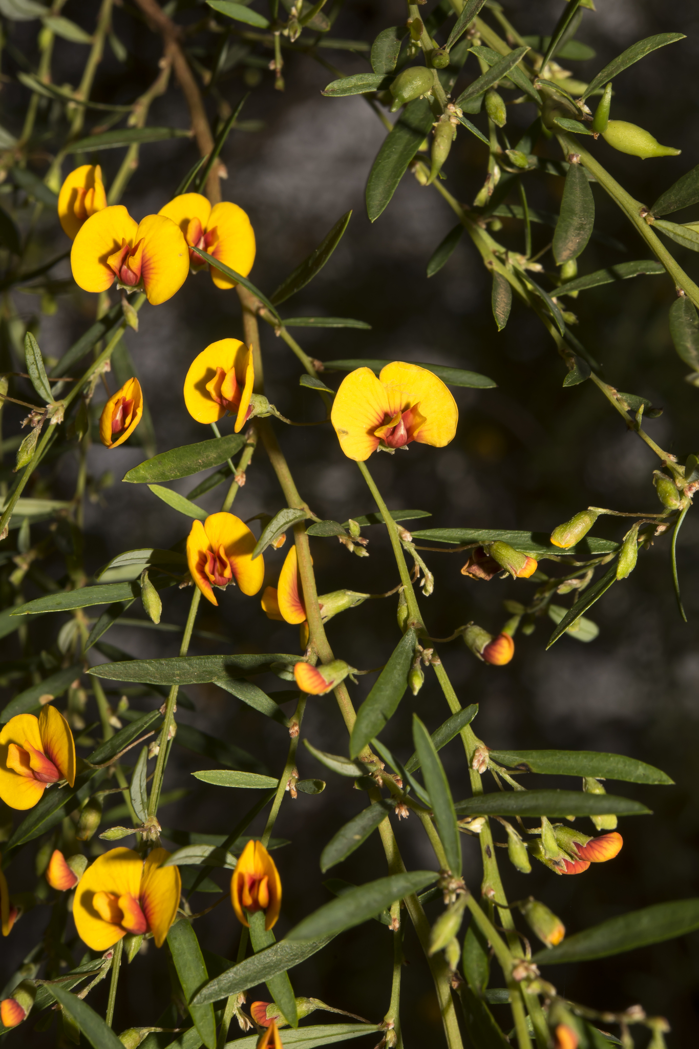 Bossiaea linophylla R.Br.