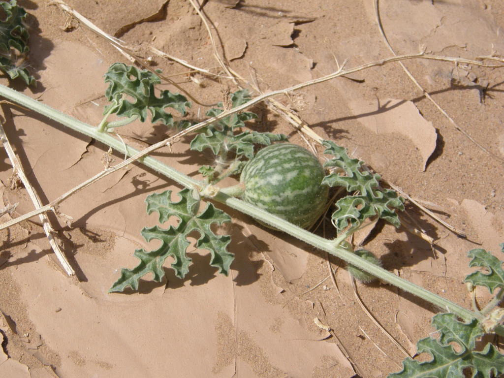 Colocynth (Citrullus colocynthis) - Botanical Realm