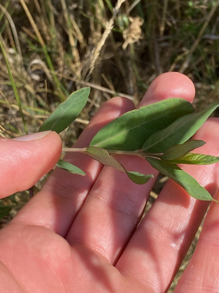 hemp dogbane in August 2022 by Robert Levy · iNaturalist