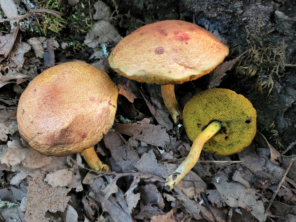 Hortiboletus from Washington Township, IN, USA on August 07, 2022 at 07 ...