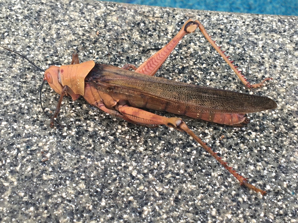 Giant Grasshopper from Glencoe Cr, Tiwi, NT, AU on August 08, 2022 at ...