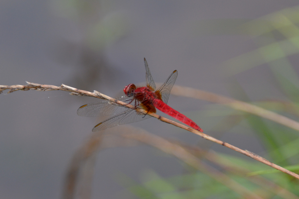 Crocothemis servilia mariannae in July 2022 by Alan Broderick · iNaturalist