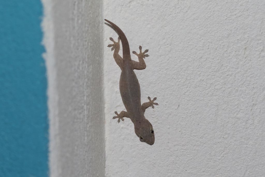 Asian House Gecko from Sangre Grande, Trinidad and Tobago on August 6 ...