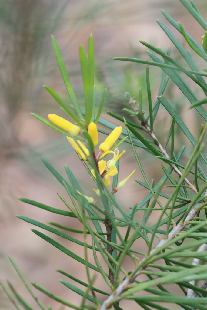 Narrow-leaf Geebung from Sydney NSW, Australia on August 7, 2022 at 01: ...